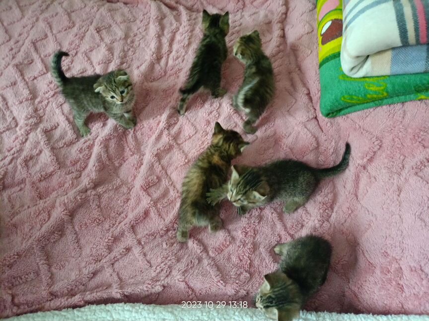 Котята от вислоухой кошки