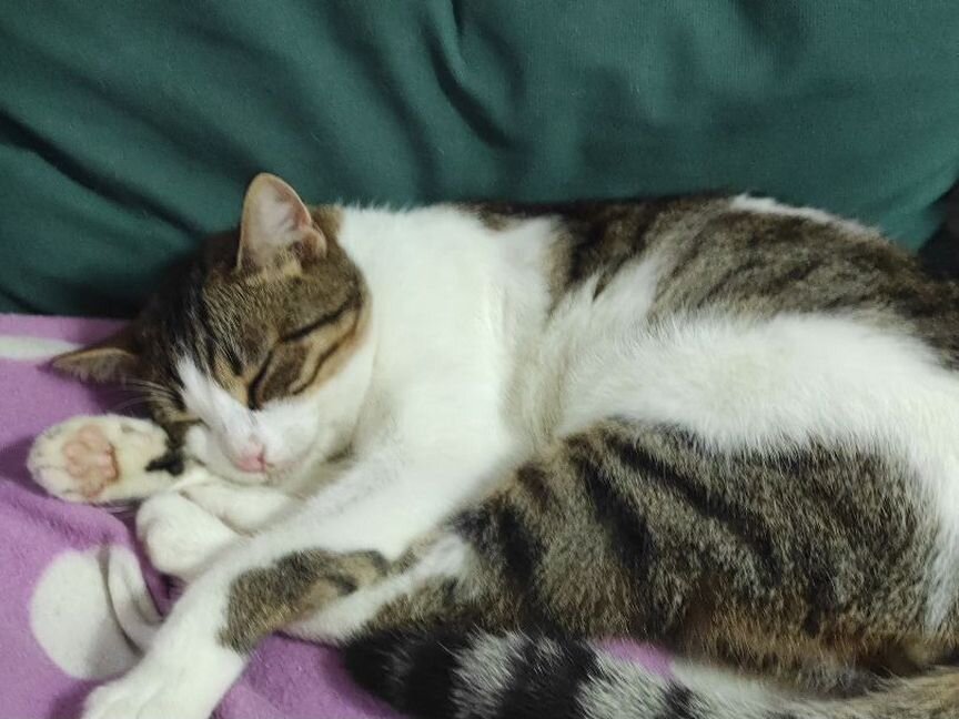 Котик