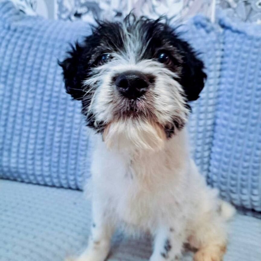 Щенок в добрые руки