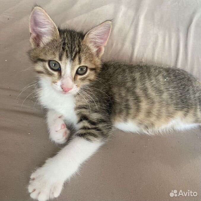 Котенок, мальчик в ответственные руки