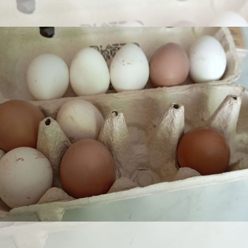 Домашние куриные яйца
