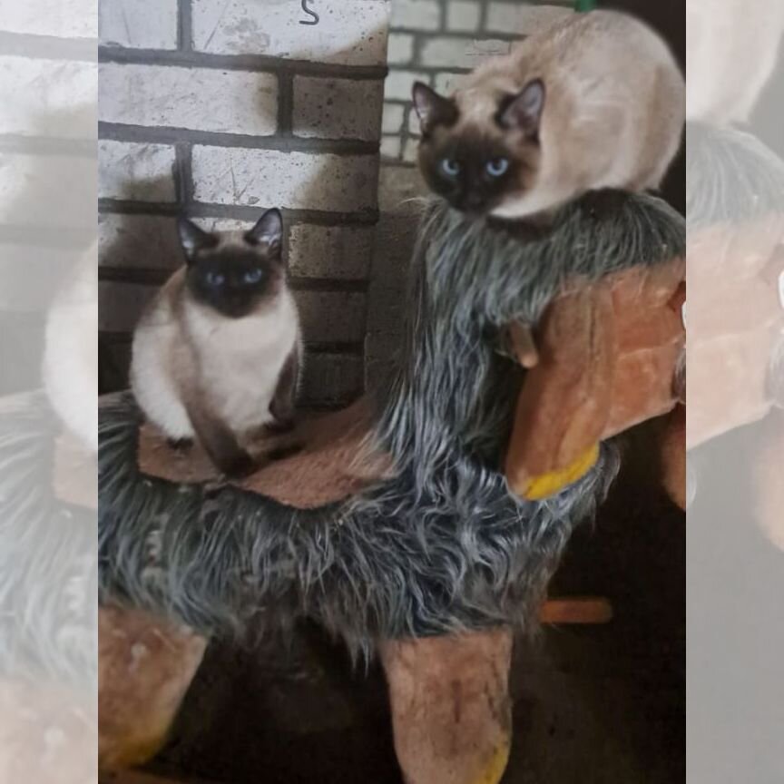 Котята сиамцы, на фото мама с папой