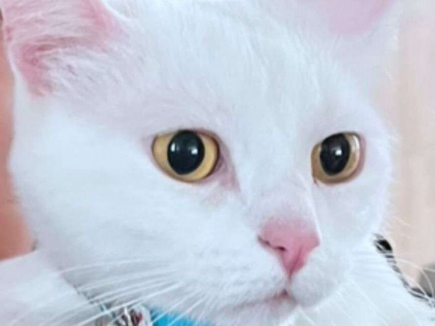 Котик Беляшик нуждается в доме