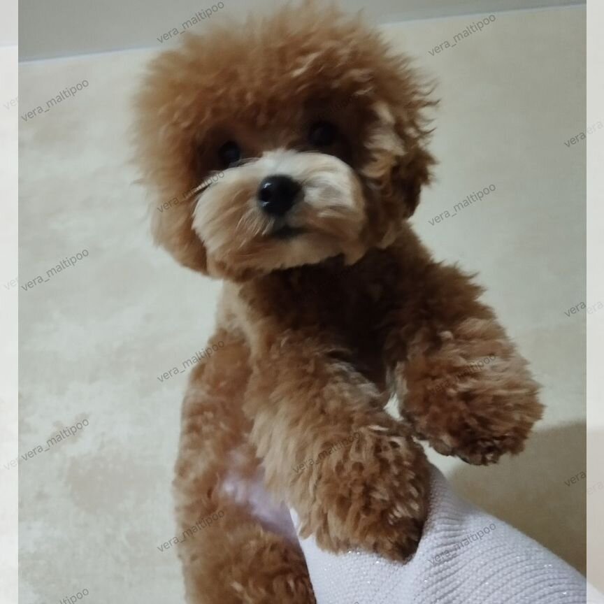 Мальтипу, щенок