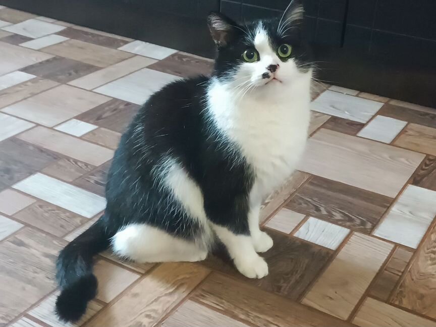 Отдам в хорошие руки кота