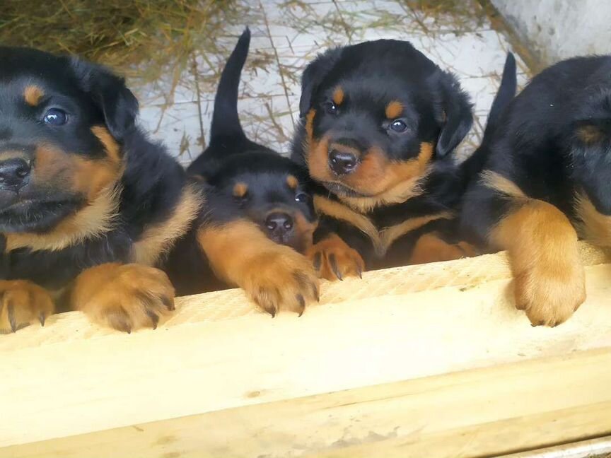 Щенки ротвейлера продажа