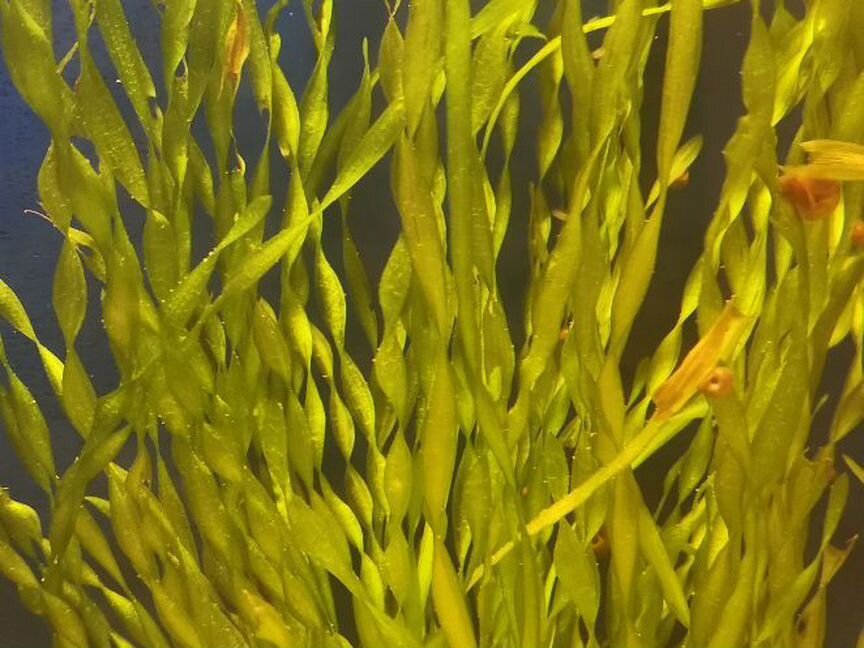 Валлиснерия водоросли аквариум