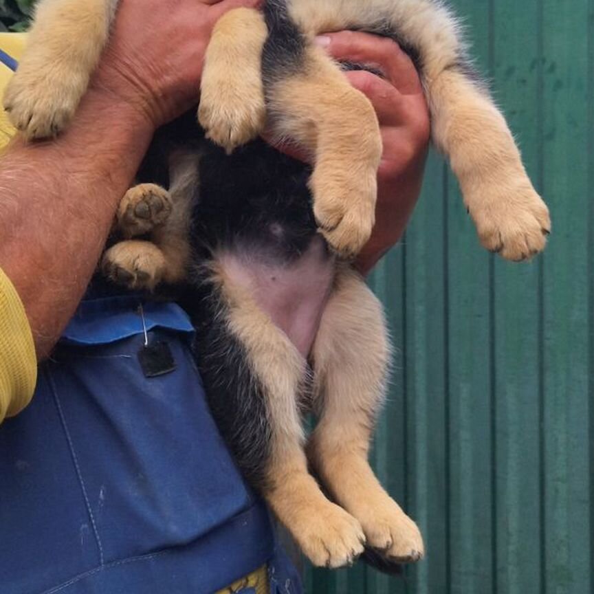 Щенки немецкой овчарки