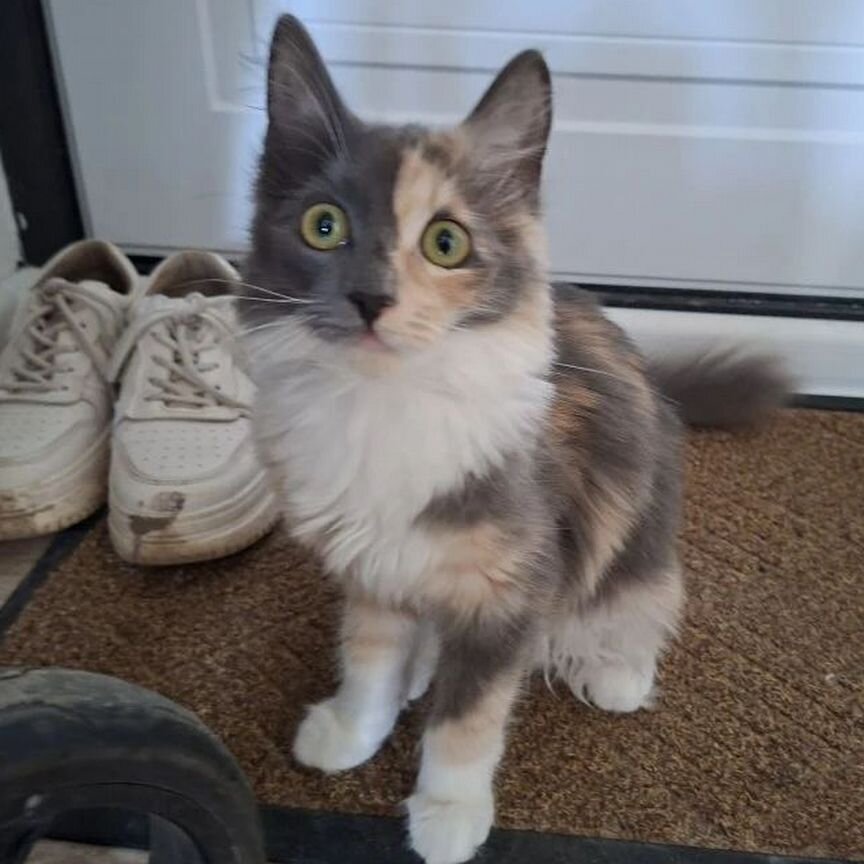 Котёнок в добрые руки