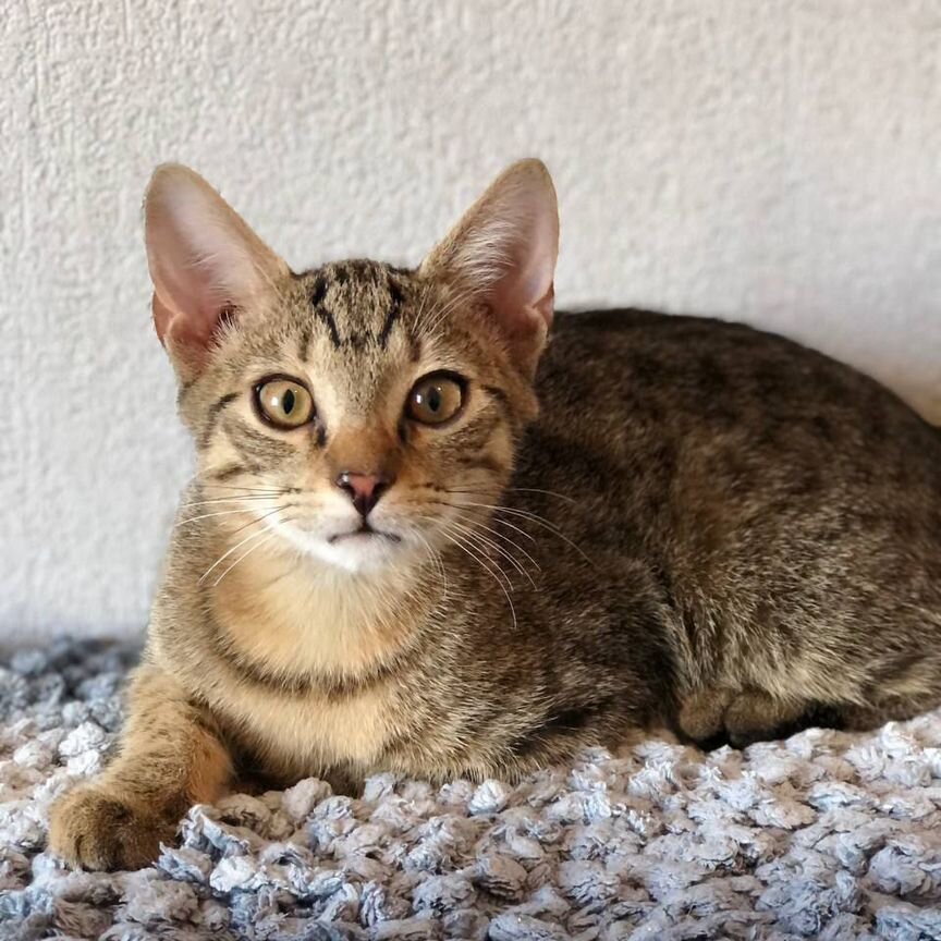 Котёнок Тайсон