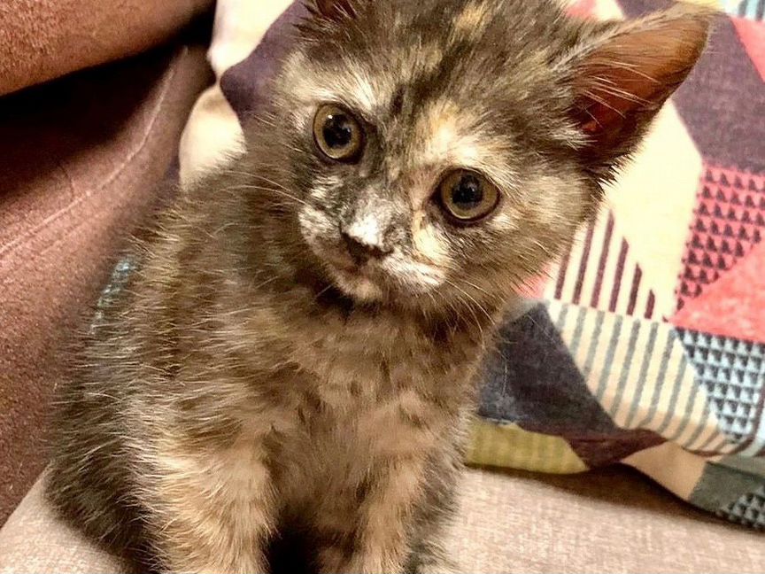 Кошечка 2,5 месяца, очень умная