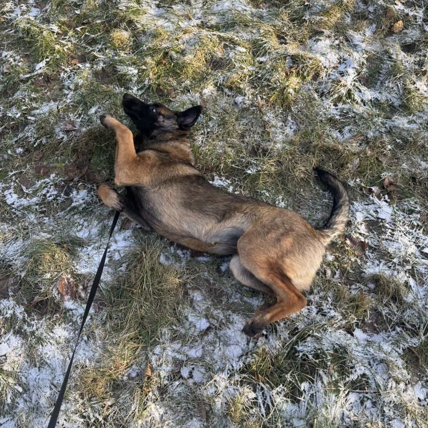 Бельгийская овчарка