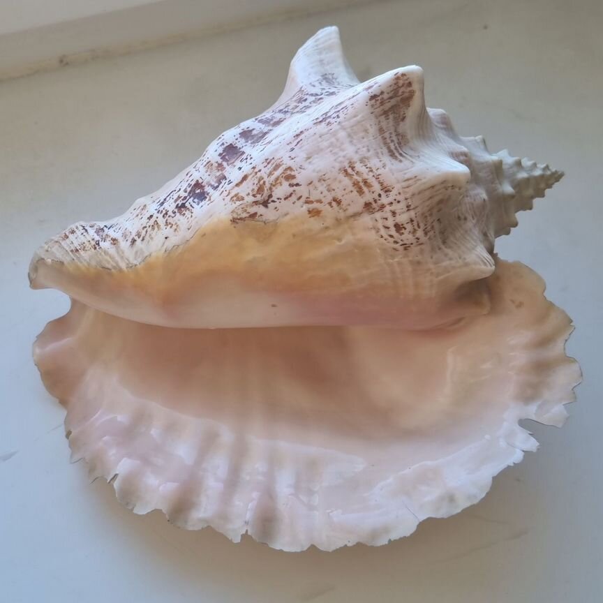Большая морская раковина