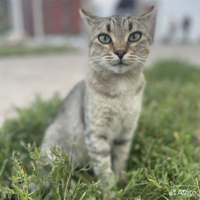Котенок мальчик миниатюрный