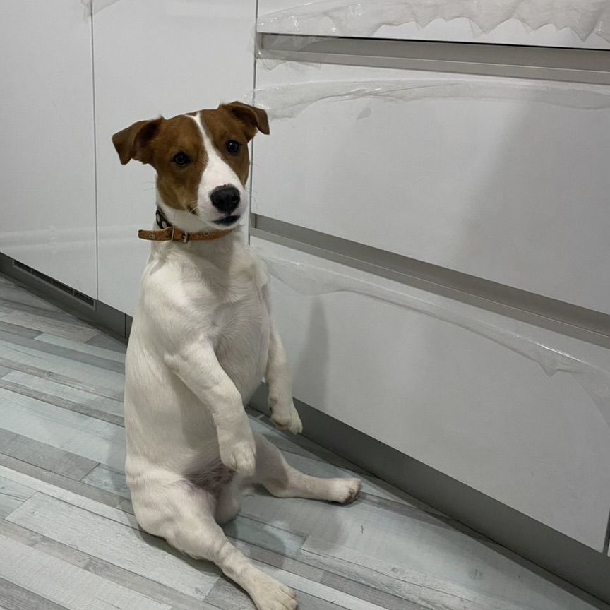 Джек-рассел-терьер, взрослый пёс