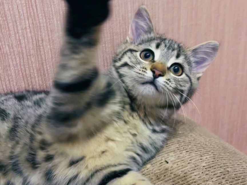 Котенок Пухля в добрые руки