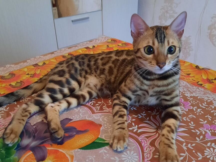 Бенгалочка