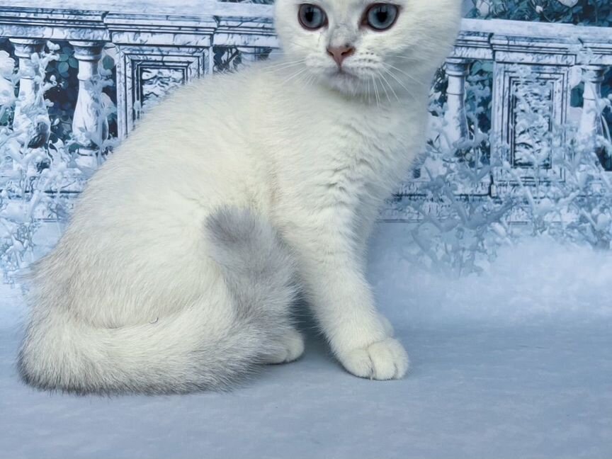 Котята британские шиншиллы колор-пойнт