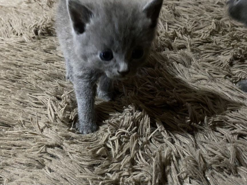 Котята мама британка