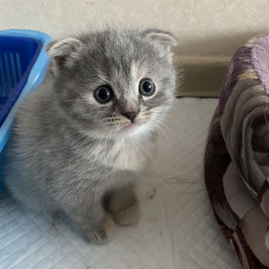 Британские котята