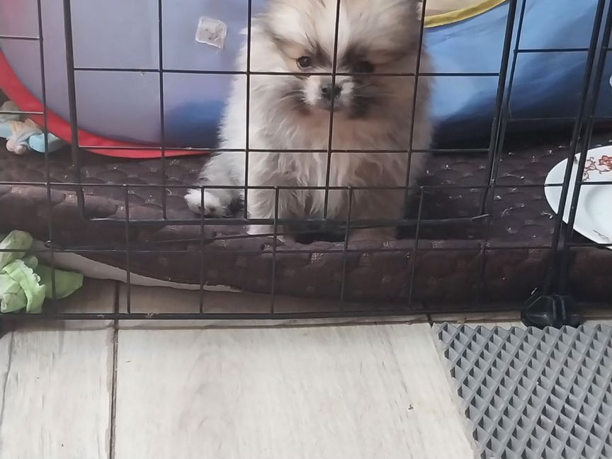 Померанский шпиц медвежьего типа