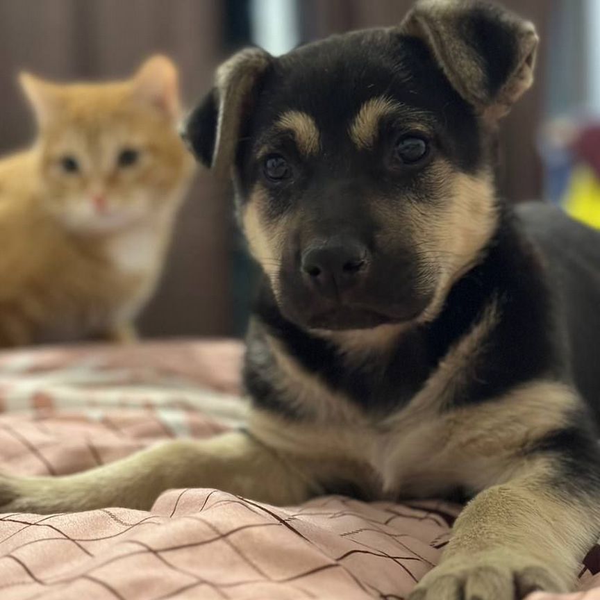 Щенок в добрые руки