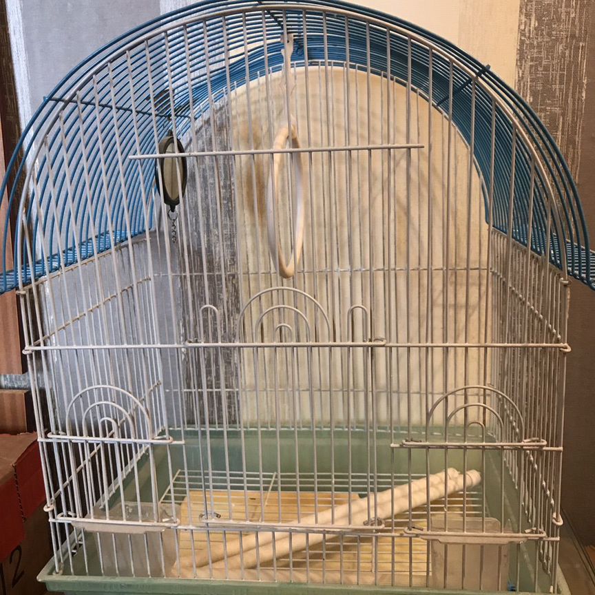 Волнистый попугай