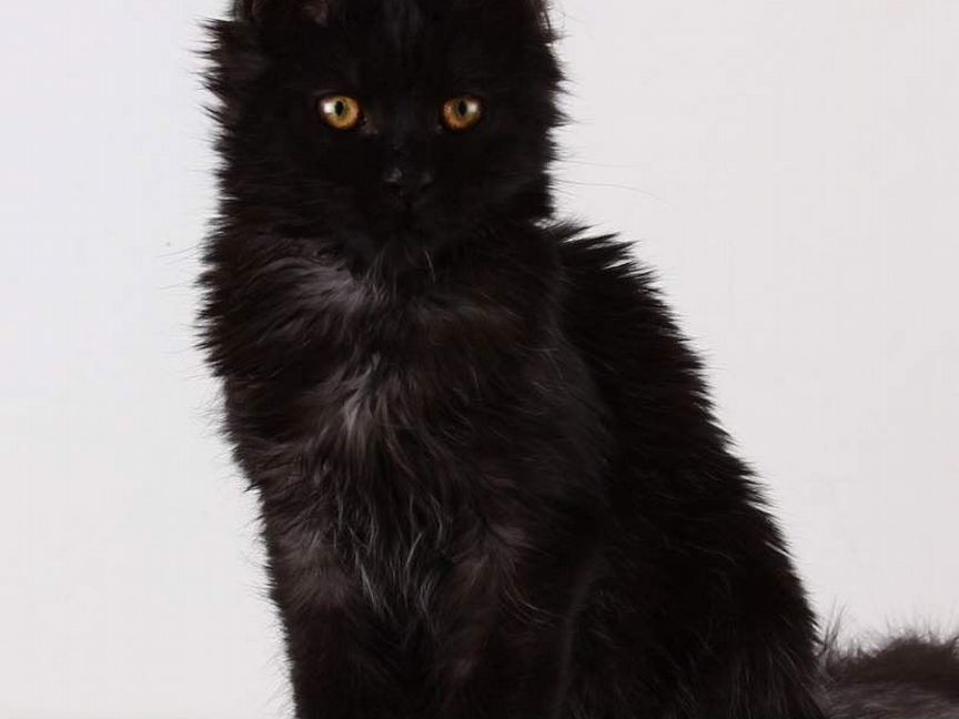 Кошка помесь мейкун