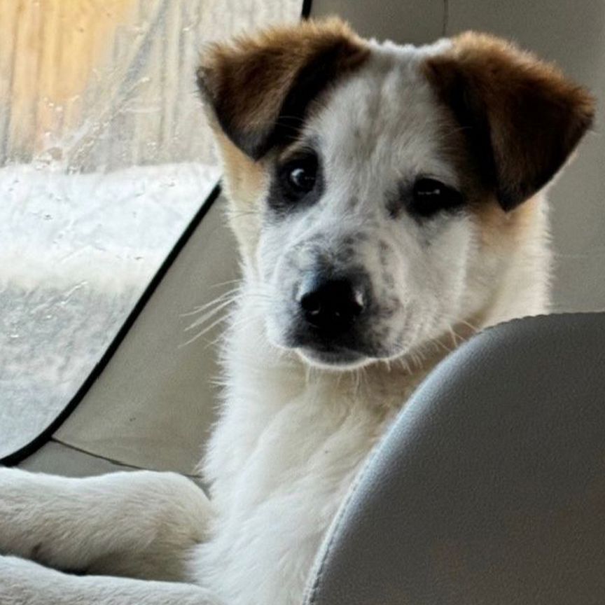 Щенок в добрые руки