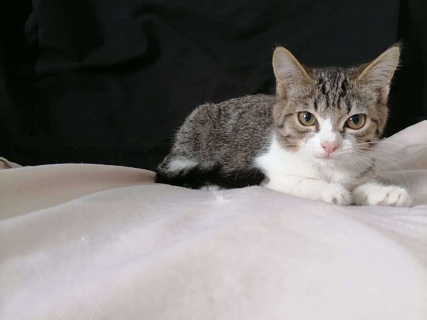 Кошка