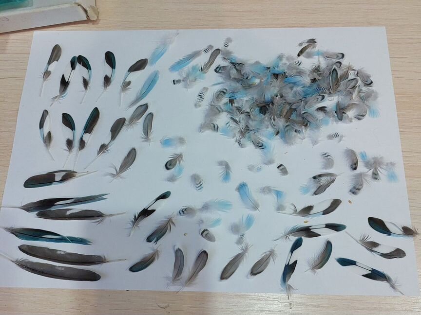 Перья попугая