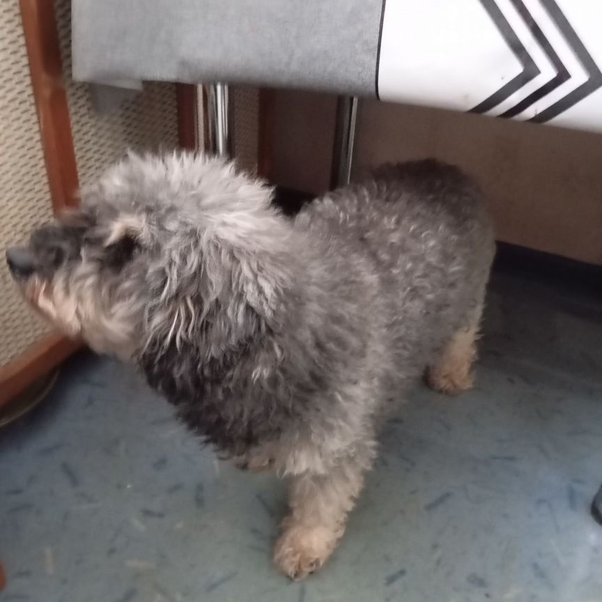 Взрослая собака в добрые руки