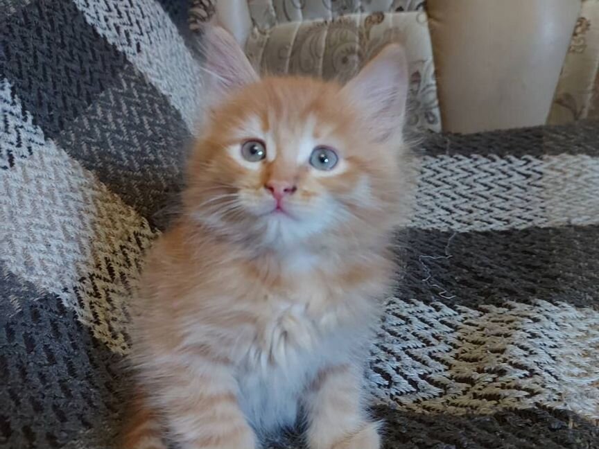 Котята мейн-кун(помесь)