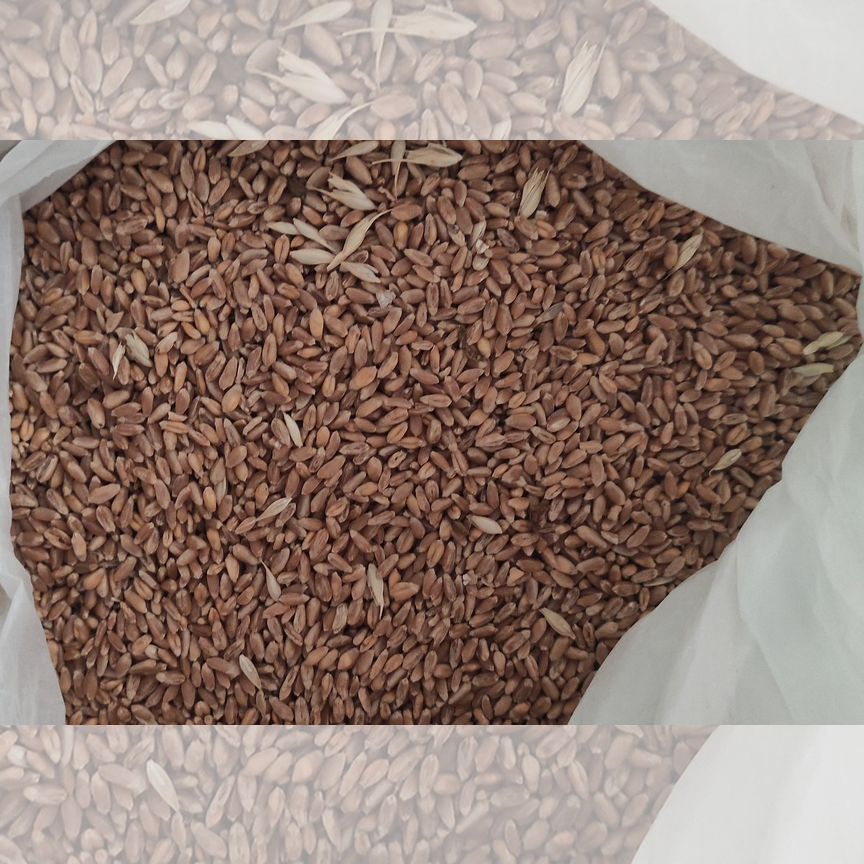 Зерно пшеница фуражная