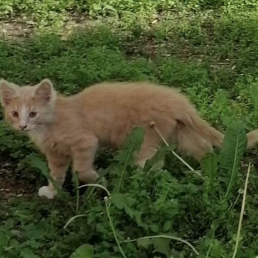 Котёнок в добрые руки