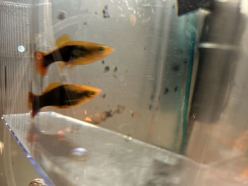 Пицилии бесплатно