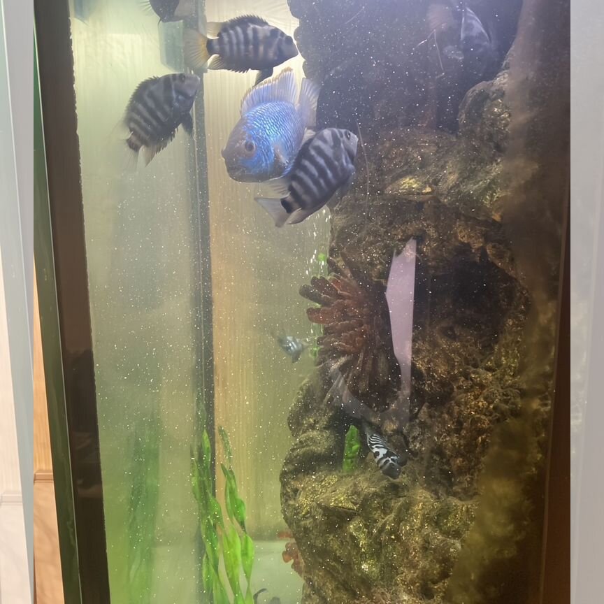 Цихлиды чернополосые