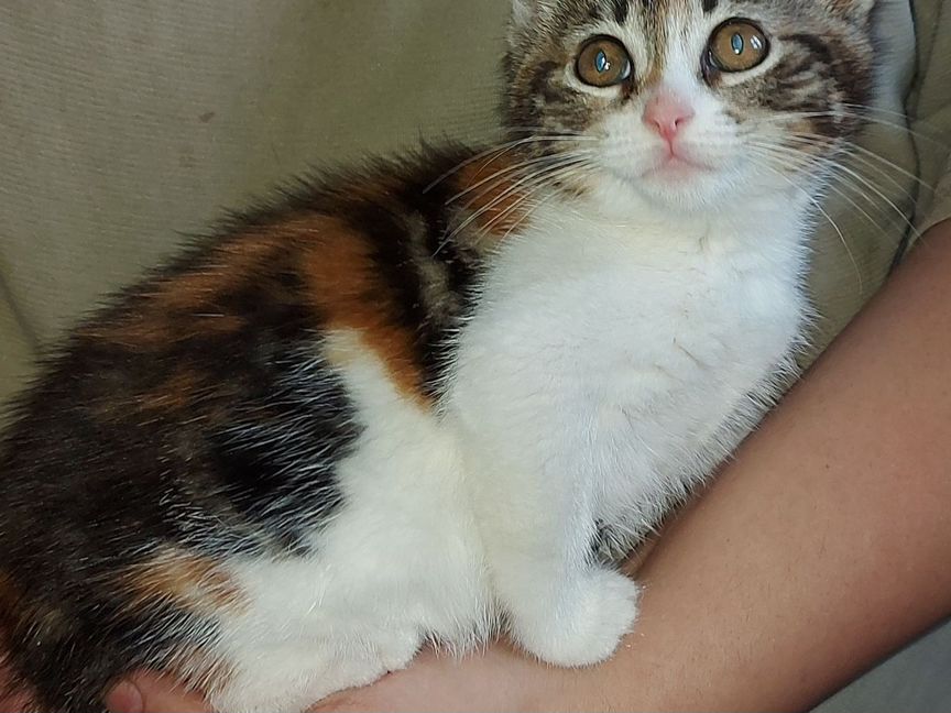 Котёнок Кити ищет своего человека
