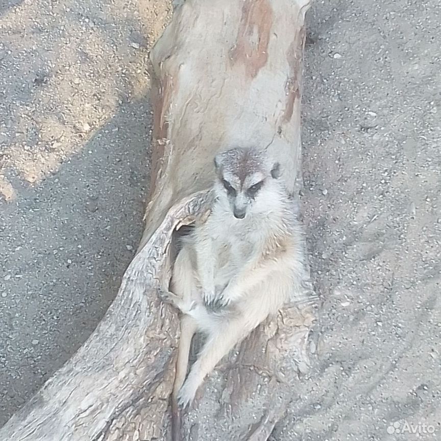 Рубец говяжий