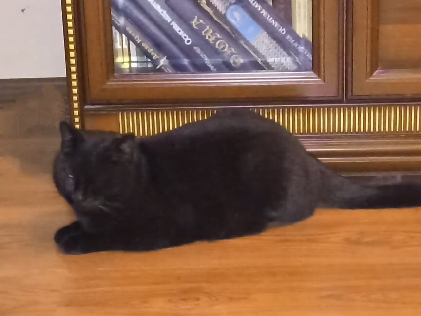 Найден кот