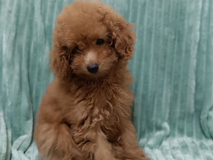 Той-пудель девочка с РКФ