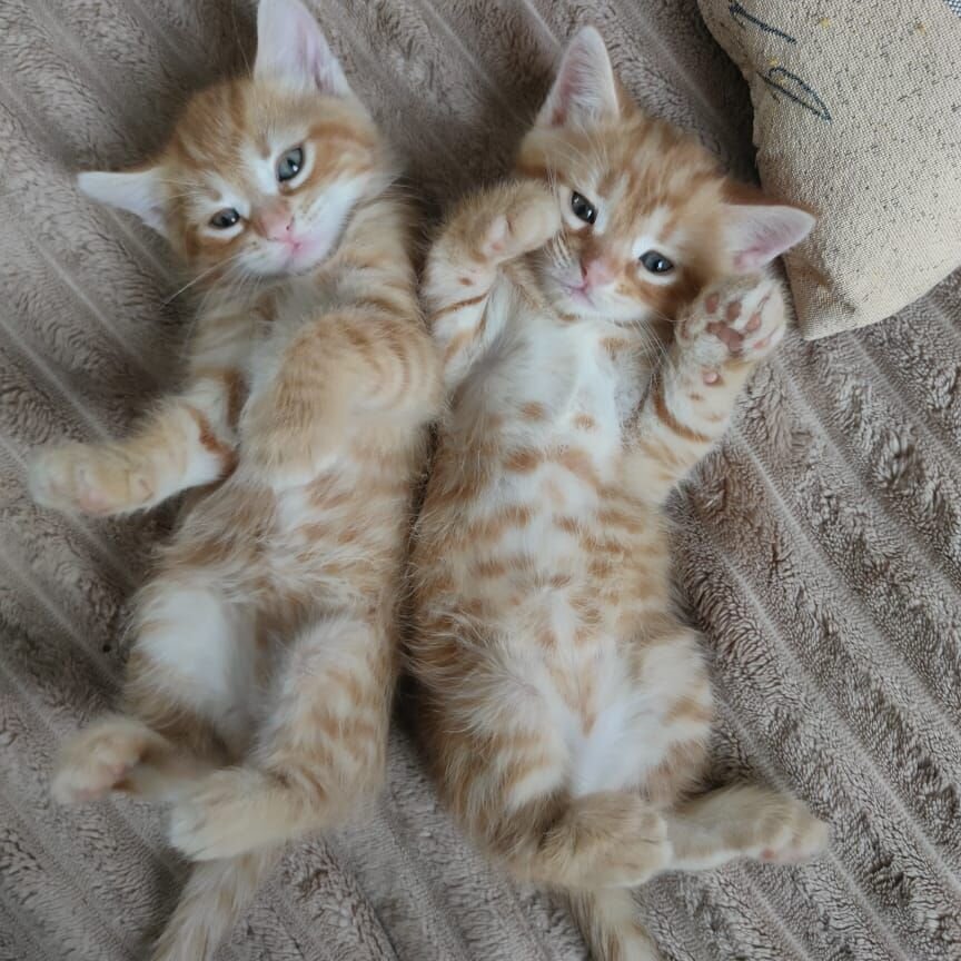 Отдам котят в добрые руки