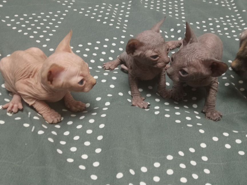 Котята канадского сфинкса