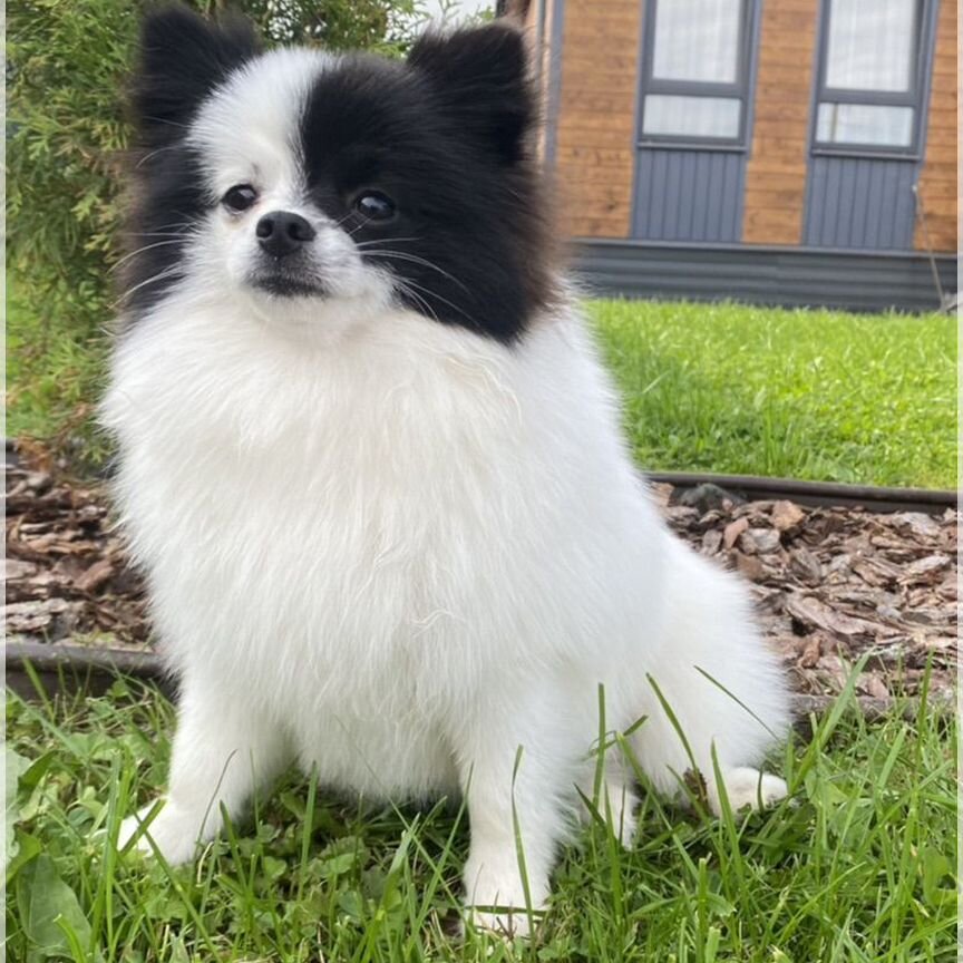 Шпиц кабель для вязки