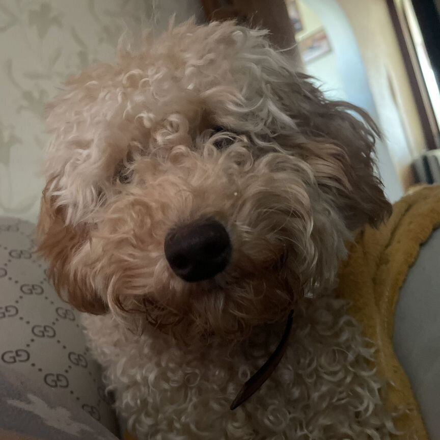 Пудель, щенок