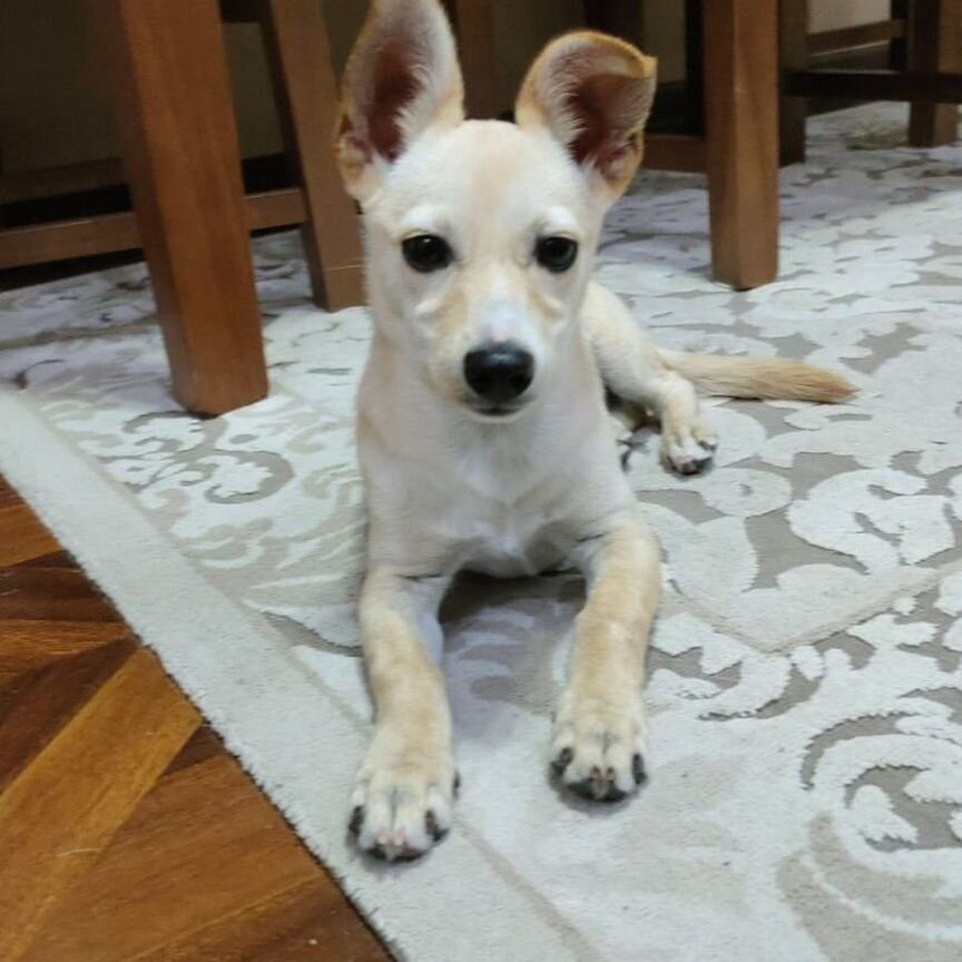 Метис тойчика бесплатно для любви