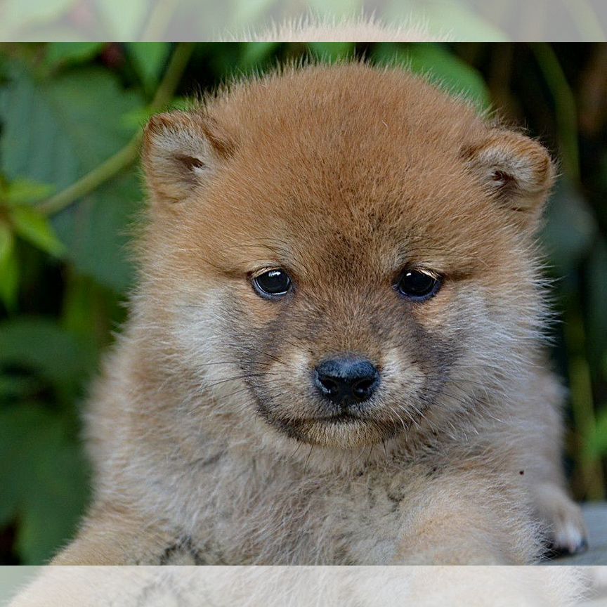 Мальчик сиба