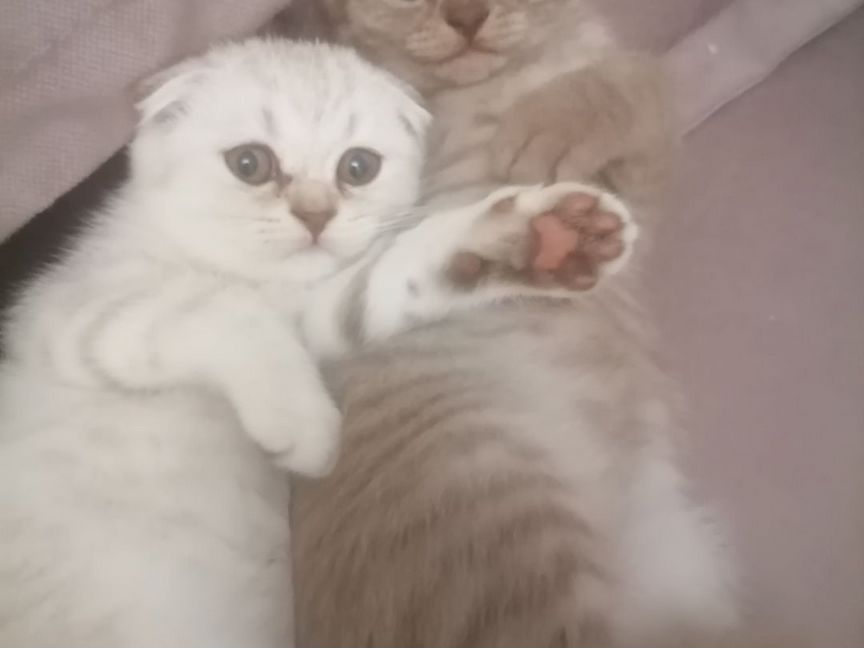 Шотландские