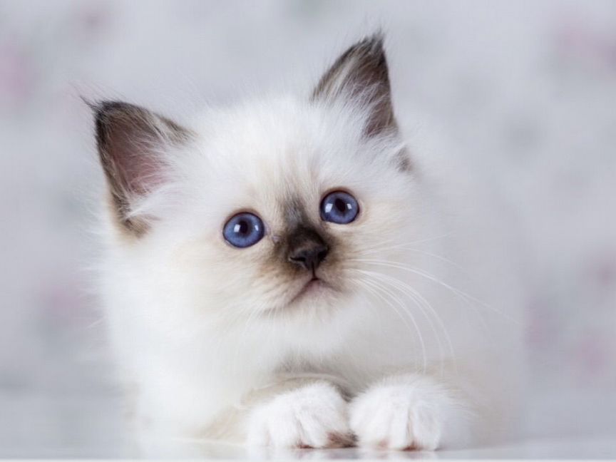 Котята священная бирма