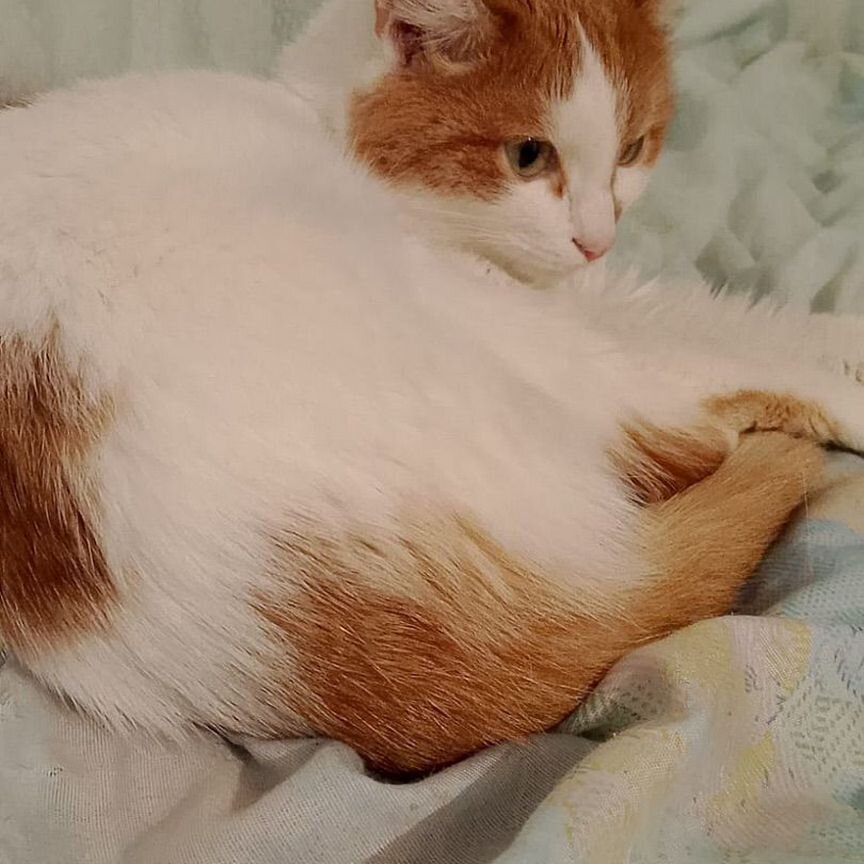 Кошечка солнышко